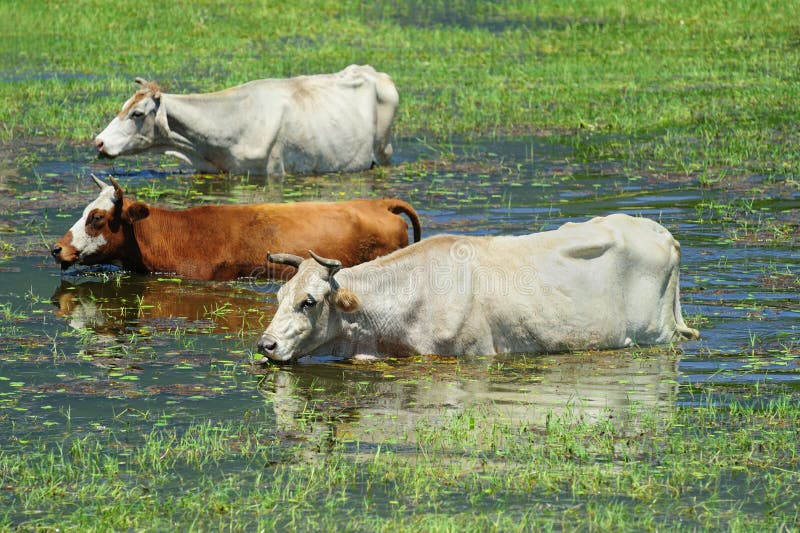 Cow in water stock photo. Image of herd, cool, dairy - 25587514