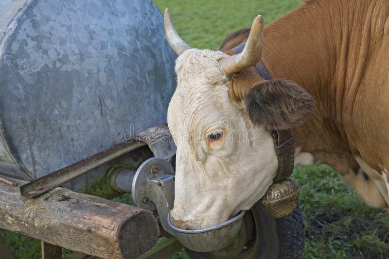 Cow on the water barrel stock image. Image of agriculture - 142536969