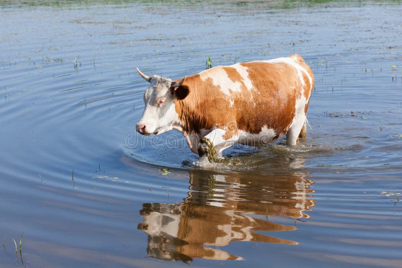 Cow in the water. stock photo. Image of animals, livestock - 70385304