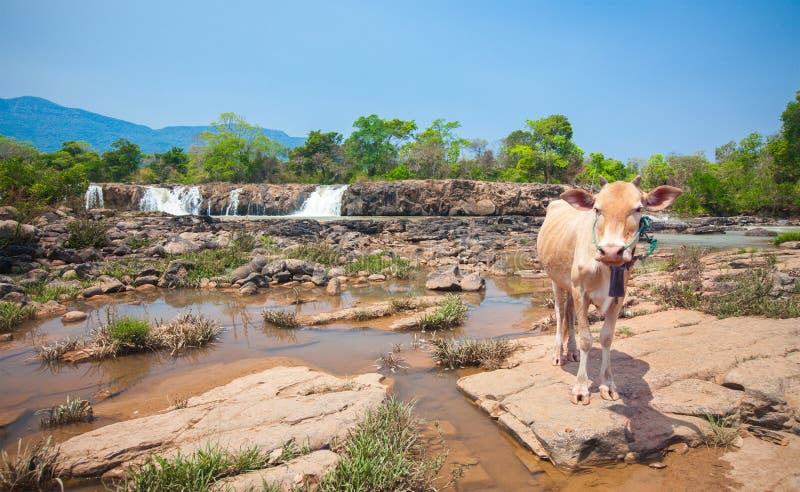 Cow and waterfall in Laos stock photo. Image of waterfall - 50914274