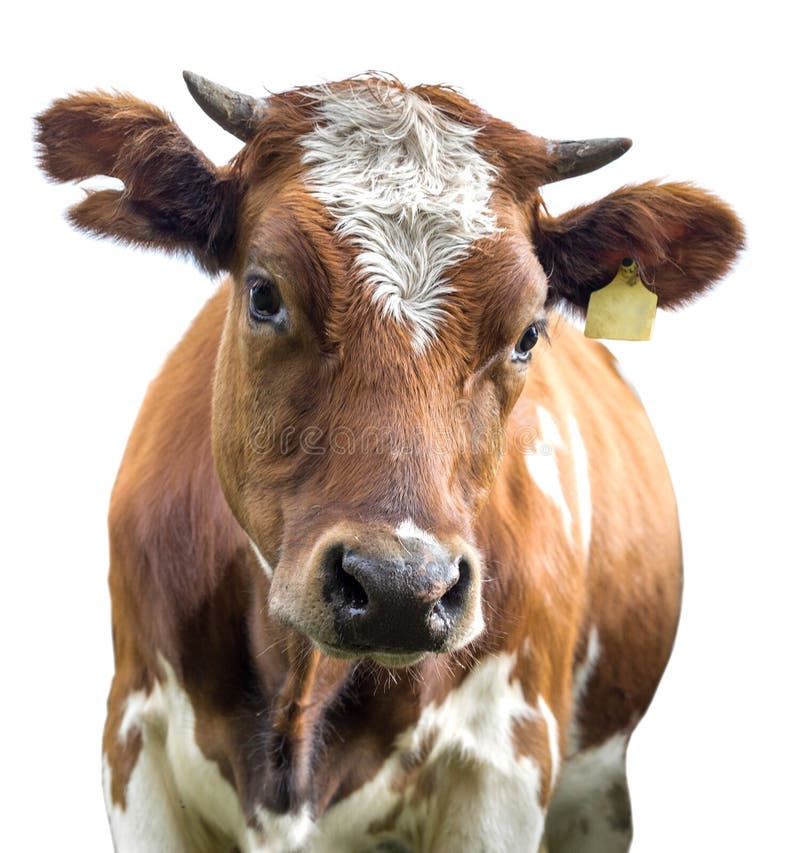 Cow on a white background stock image. Image of cattle - 99359181