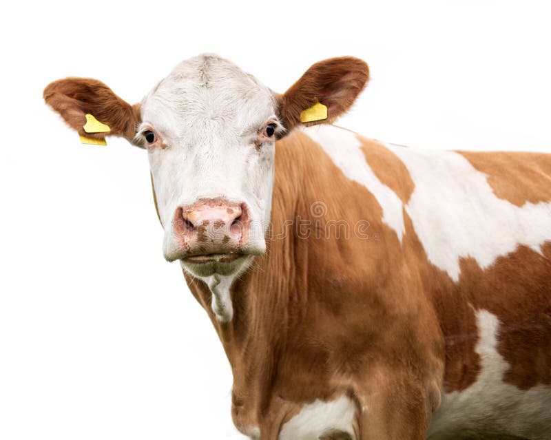 Big Red Cow with White Face, Pink Nose and Friendly and Calm Expression ...