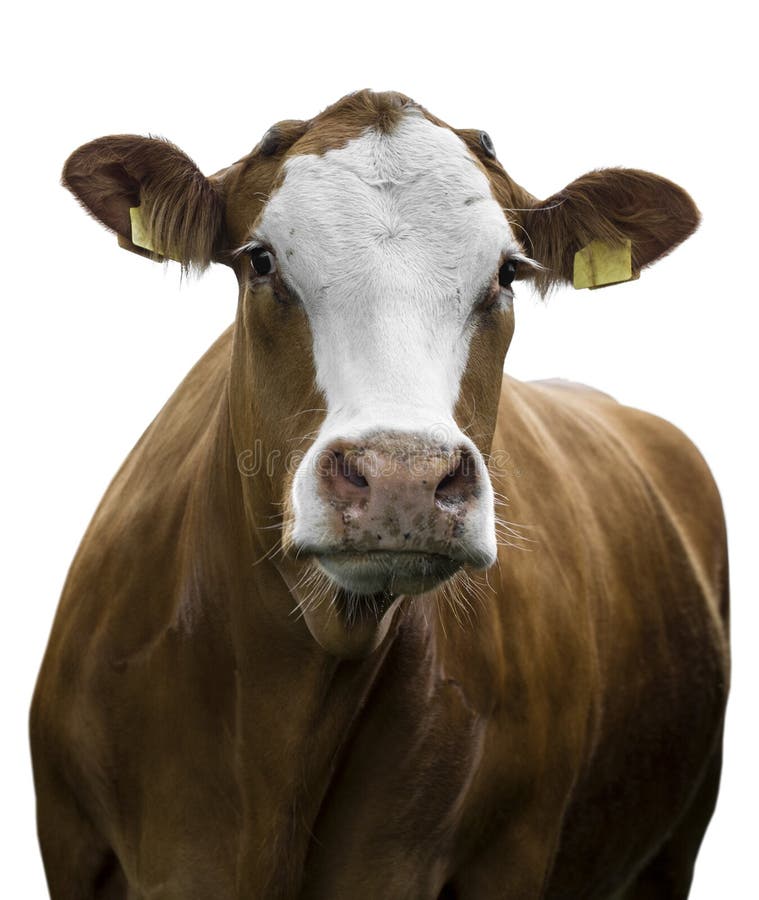 Cow on a White Background Isolated Stock Photo - Image of cattle ...