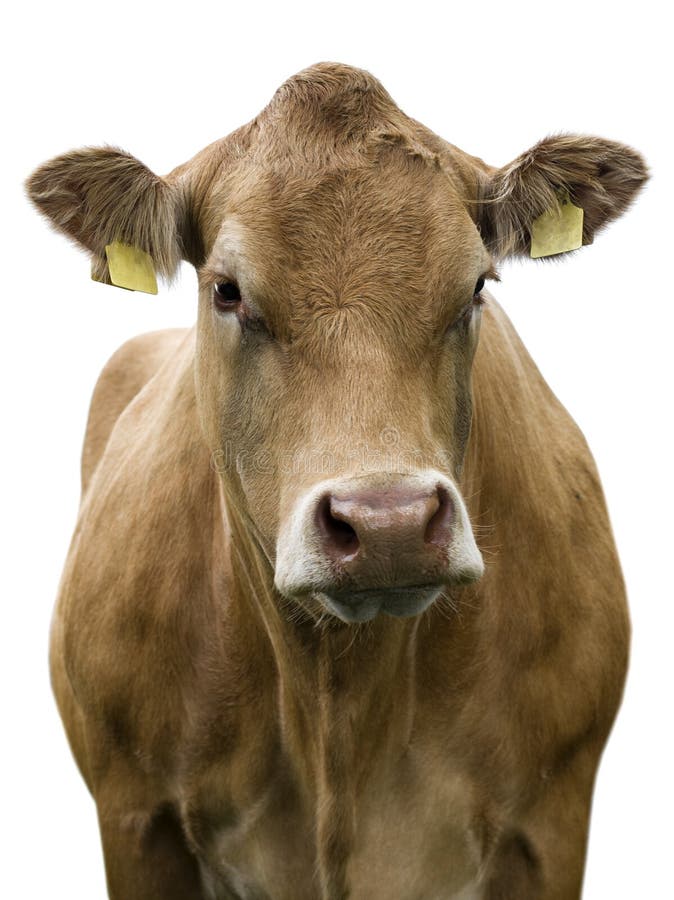 Cow on a White Background Isolated Stock Photo - Image of indoors ...