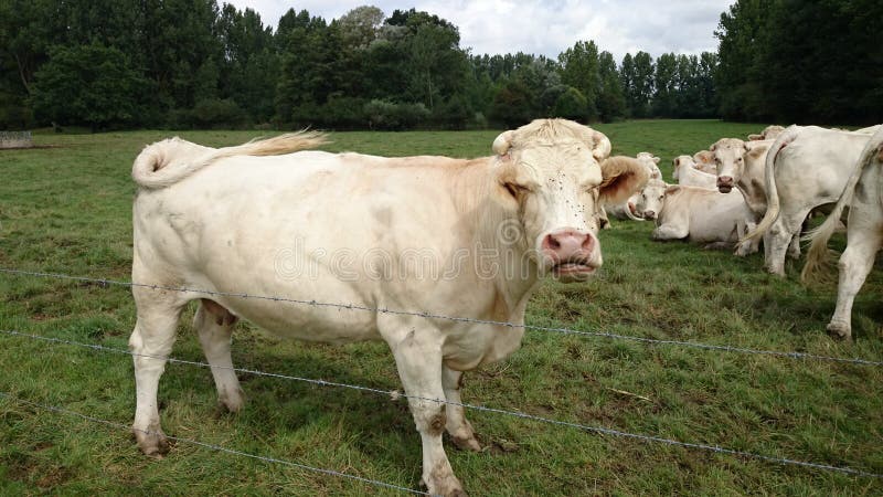 Cow stock photo. Image of meadow, pastoral, heffer, british - 43445950