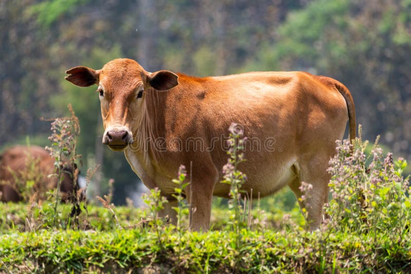 Cow in Laos stock image. Image of animal, tropical, landscape - 49516379