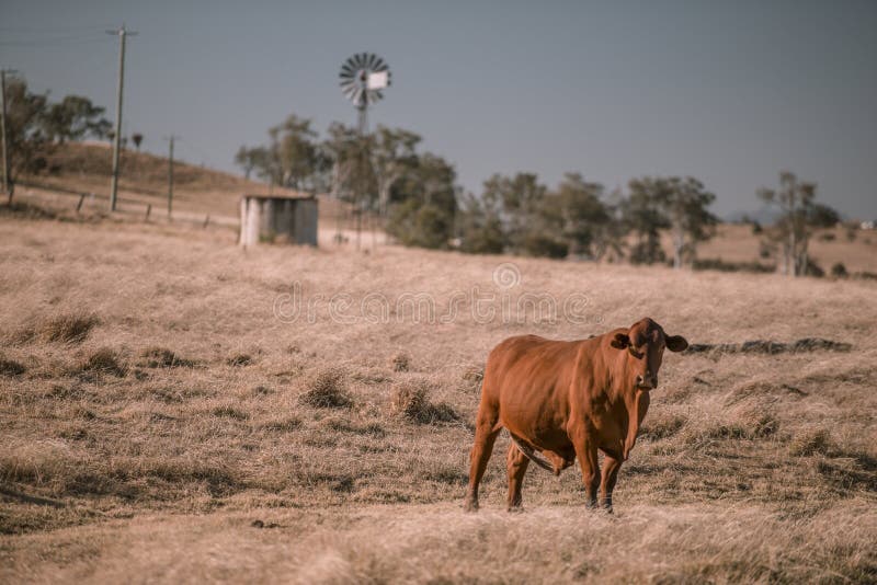 Cow and a Windmill in the Country Stock Photo - Image of summer, beef ...