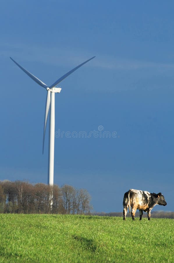 Cow and Windmill in Landscape Stock Photo - Image of agricultural ...