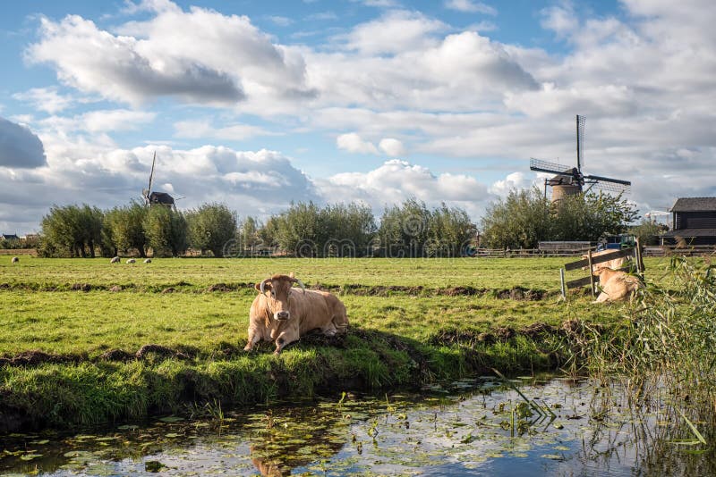 Cow and Windmill stock photo. Image of rural, farm, windmill - 82739704