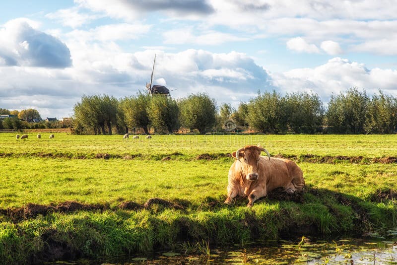 Cow and Windmill stock photo. Image of grass, farming - 82739796
