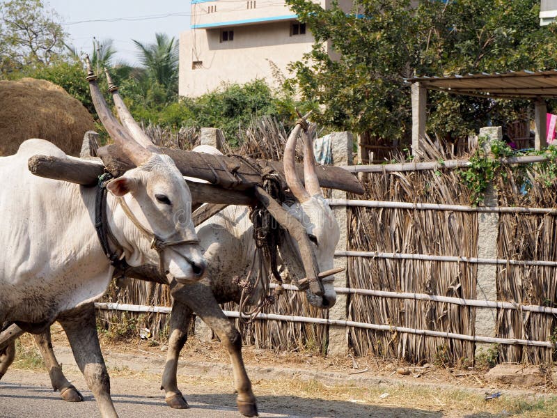Cow at work stock photo. Image of hampi, happy, campagne - 159870740