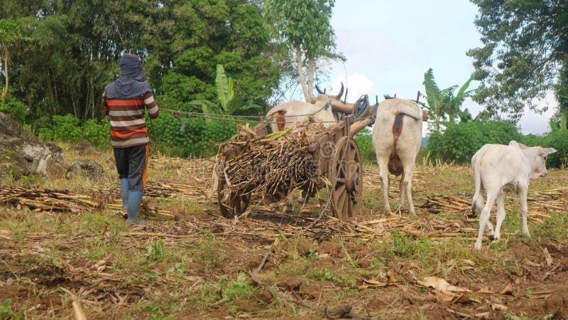 The Cow is at Work Pulling the Carriage Stock Image - Image of horn ...
