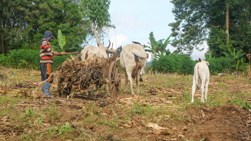 The Cow is at Work Pulling the Carriage Stock Photo - Image of hardship ...