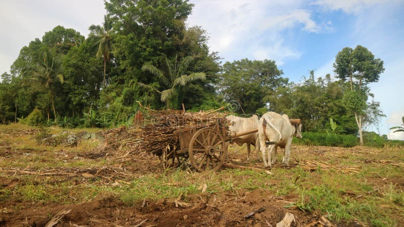The Cow is at Work Pulling the Carriage Stock Photo - Image of field ...