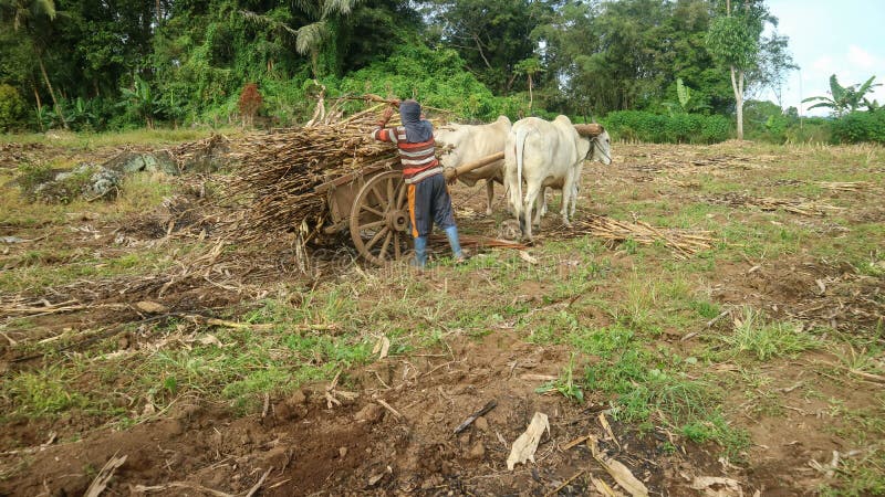 The Cow is at Work Pulling the Carriage Stock Image - Image of ...