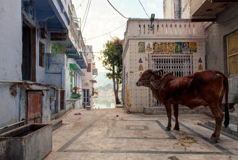 Cow in the Yard. Pushkar, India Stock Image - Image of people, heritage ...