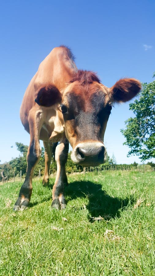 Cow Yearling Jersey Heifer in Paddock Stock Photo - Image of heifer ...
