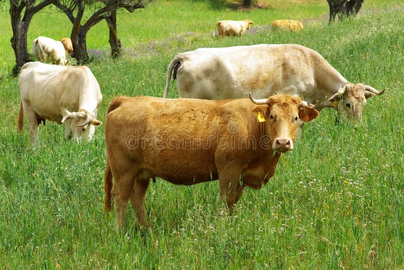 Yellow Cow stock image. Image of yellow, malaysia, animals - 12949547