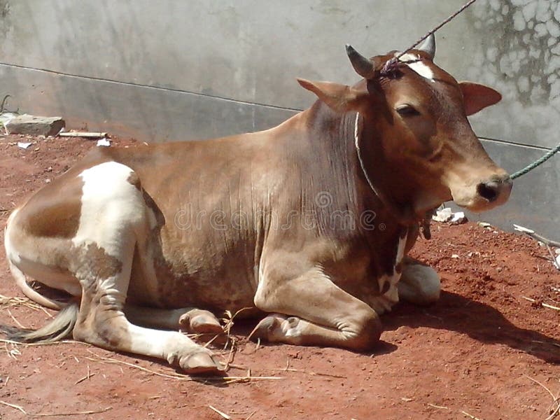 Cow stock image. Image of nice - 54453715