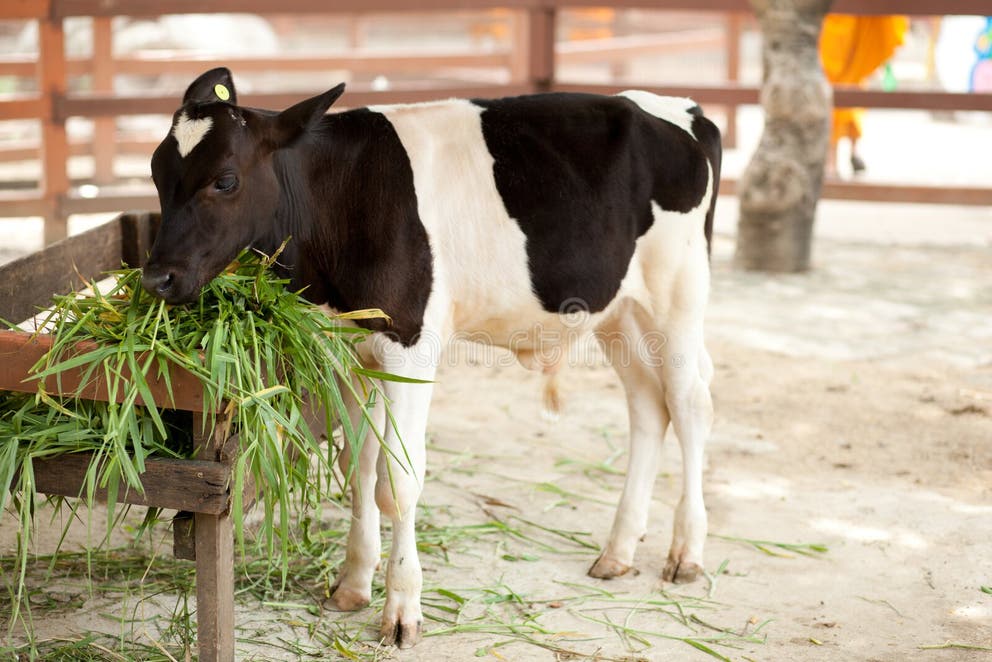 Cow at the zoo. stock image. Image of field, mammal, grazing - 19406793