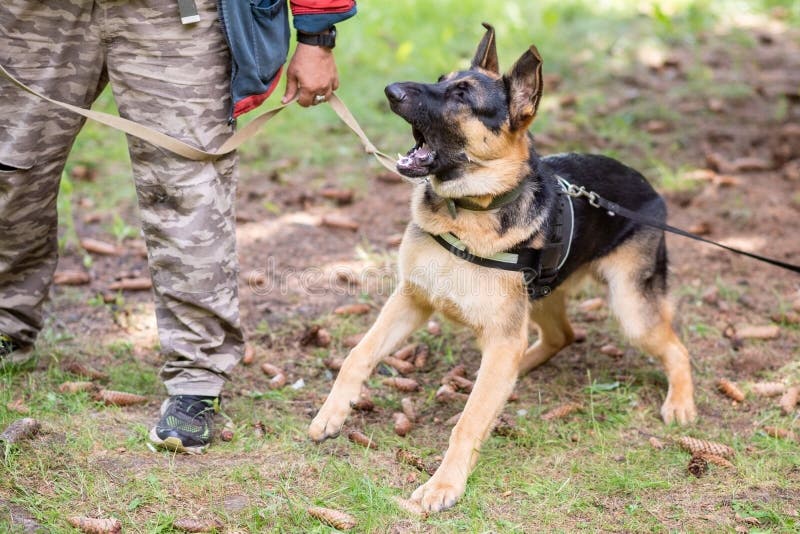 A Cowardly German Shepherd in Aggression Training, with a Cynologist ...