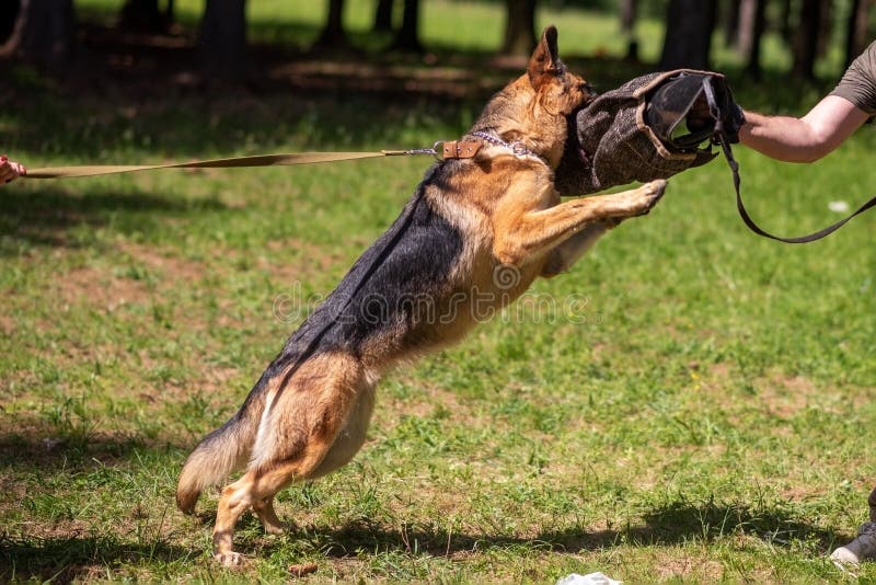 A Cowardly German Shepherd in Aggression Training, with a Cynologist ...