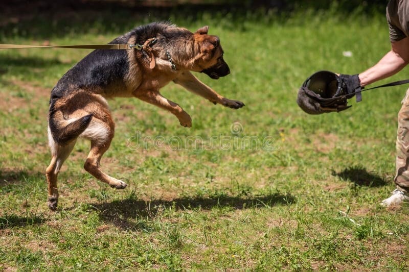 A Cowardly German Shepherd in Aggression Training, with a Cynologist ...