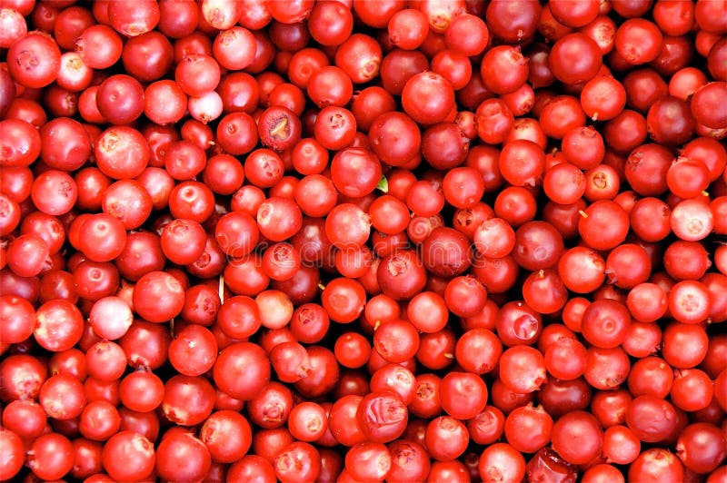 Cowbarry stock photo. Image of ripe, natural, autumn - 11210136