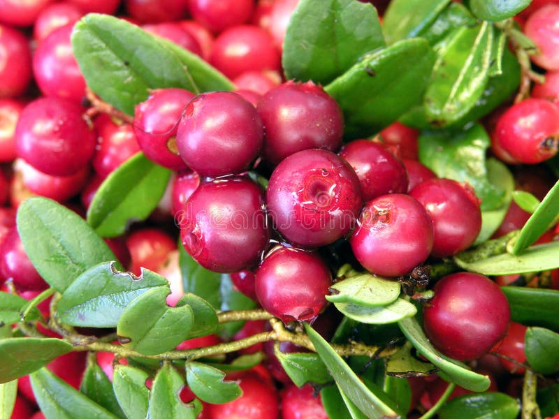 Cowberries stock image. Image of tasty, forest, fresh - 20774631