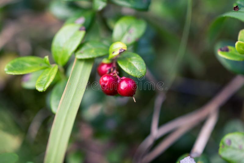 Cowberry stock image. Image of karelia, cowberry, berries - 78986099