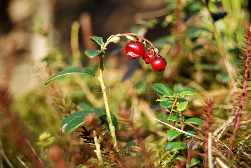 Cowberry stock photo. Image of forest, nature, lingonberry - 15735876