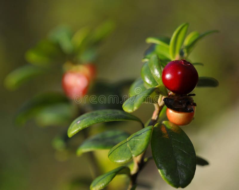 Cowberry or Lingonberry (Vaccinium Vitis-idaea ) Stock Image - Image of ...