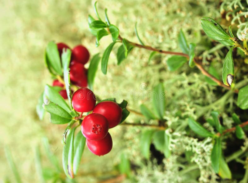 Cowberry. stock photo. Image of dessert, closeup, cowberry - 21061882