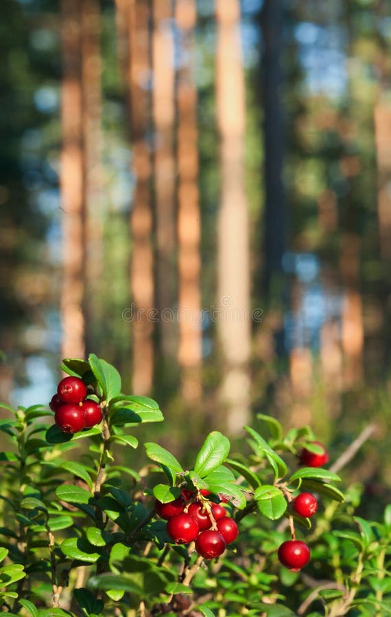 Cowberry or Lingonberry (Vaccinium Vitis-idaea ) Stock Image - Image of ...