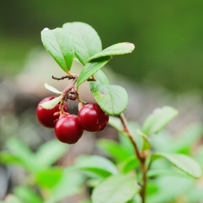 Cowberry. stock photo. Image of herbal, closeup, cowberry - 21168818