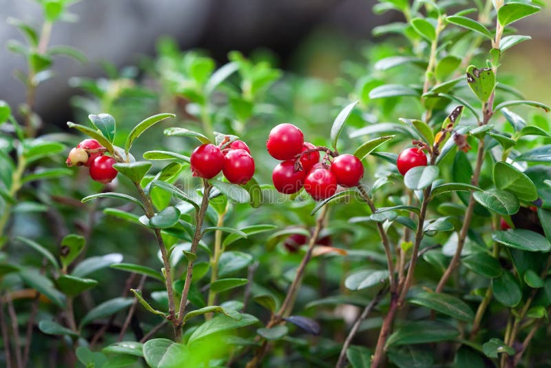 Cranberries stock photo. Image of natural, branch, cowberry - 10571084