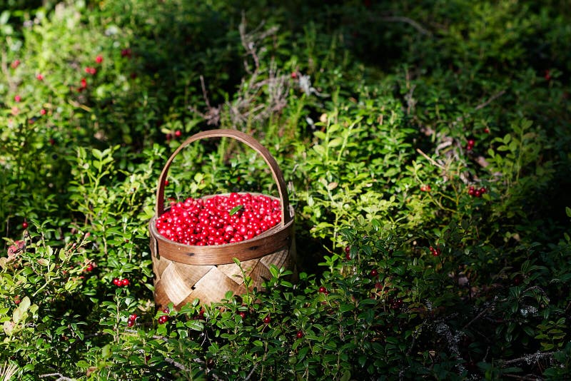 Cowberry stock photo. Image of bush, edible, natural - 23519348