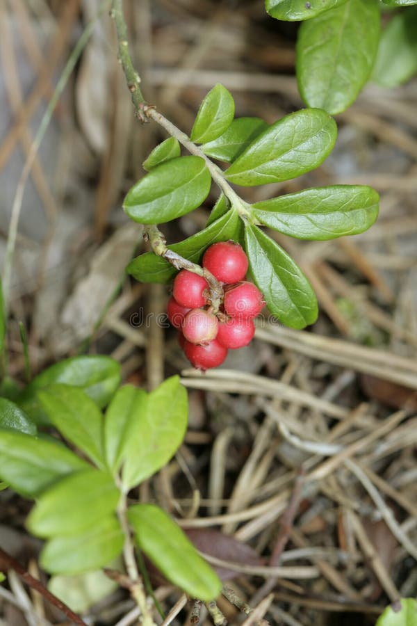 Cowberry stock image. Image of plant, leaf, cowberry, fruit - 6278657