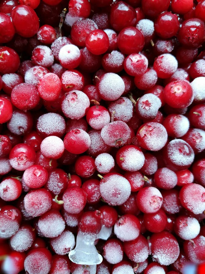 Cowberry стоковое фото. изображение насчитывающей горизонтально - 90200552