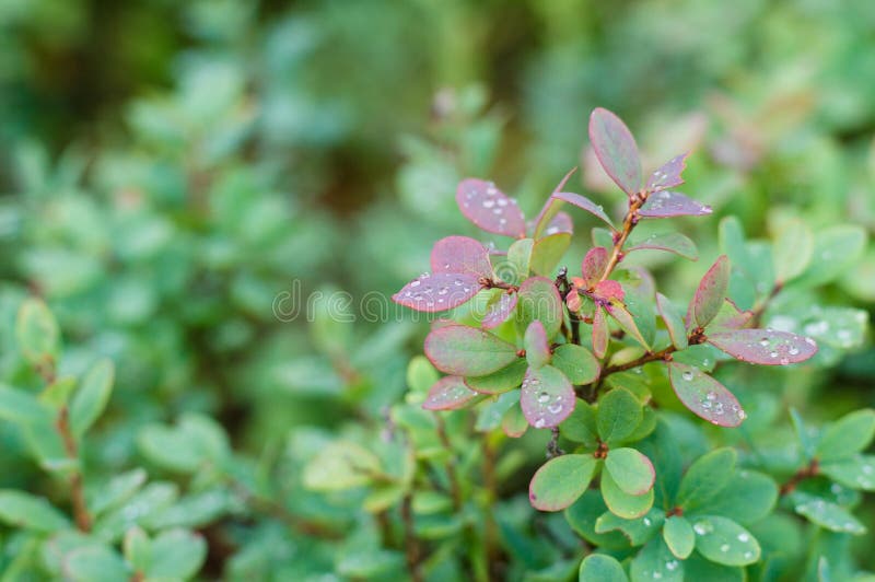 Cowberry Bush Closeup with Rain Drops on Foliage Stock Image - Image of ...