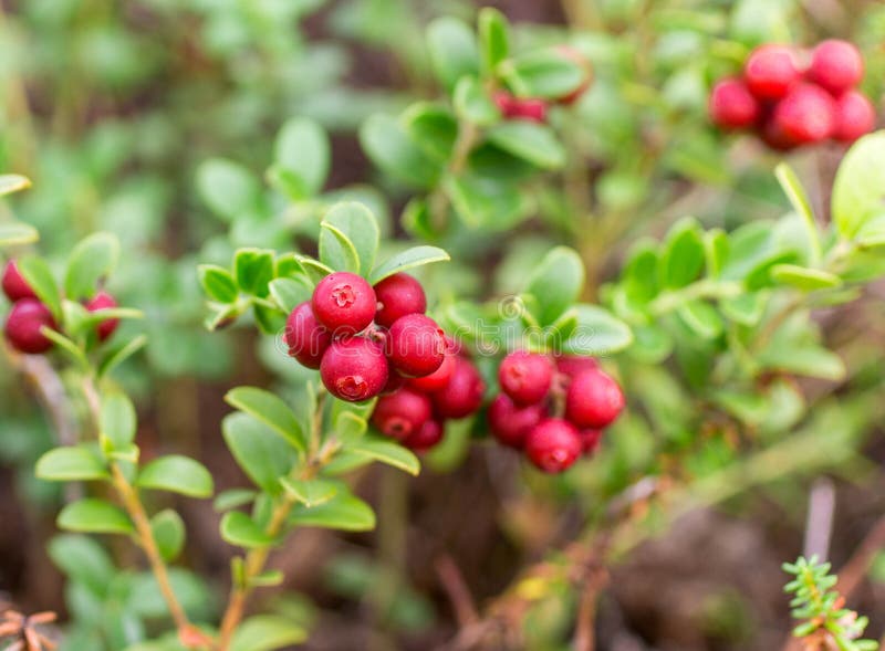 Cowberry. Bushes of Ripe Forest Berries Stock Photo - Image of healthy ...