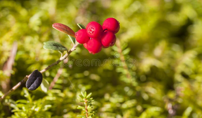 Cowberry closeup stock photo. Image of closeup, food - 31809434