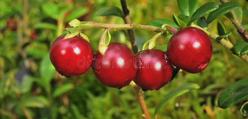 Cowberry with drops stock image. Image of lingonberry - 21258733