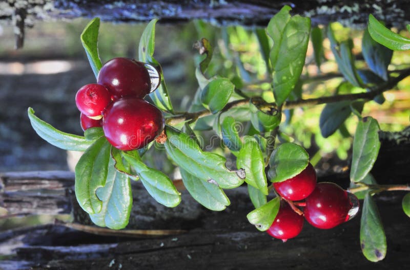 Apple tree stock image. Image of orchards, plant, apple - 1397873