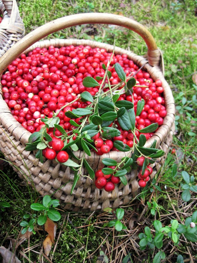 Cowberry stock image. Image of berry, view, food, berries - 34630563