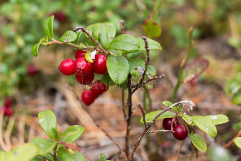 Cowberry stock image. Image of food, leaf, nature, green - 61659049
