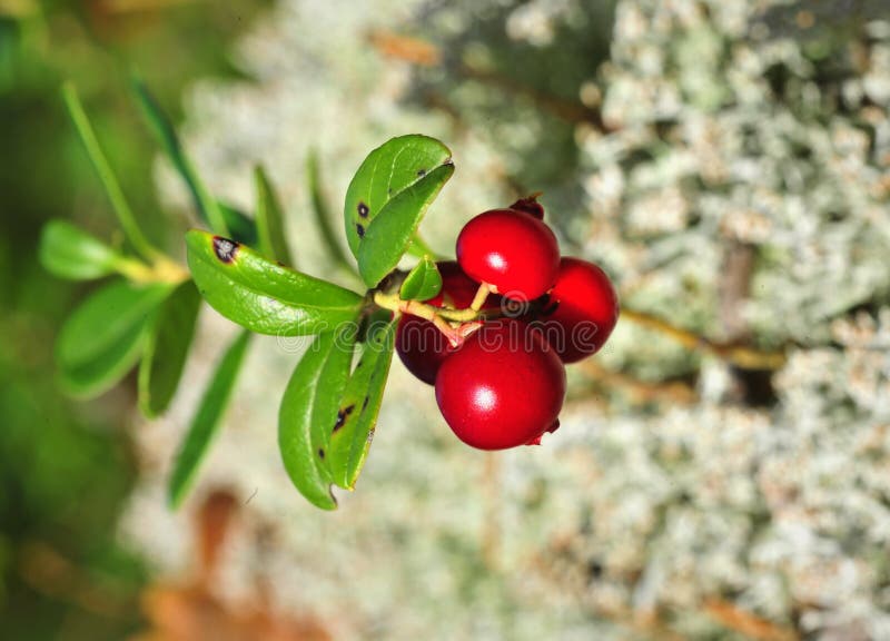 Cowberry or Lingonberry (Vaccinium Vitis-idaea ) Stock Image - Image of ...