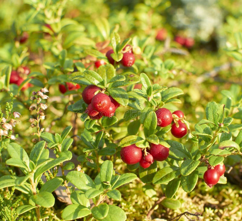 Cowberry plant stock photo. Image of crowberries, background - 22465964