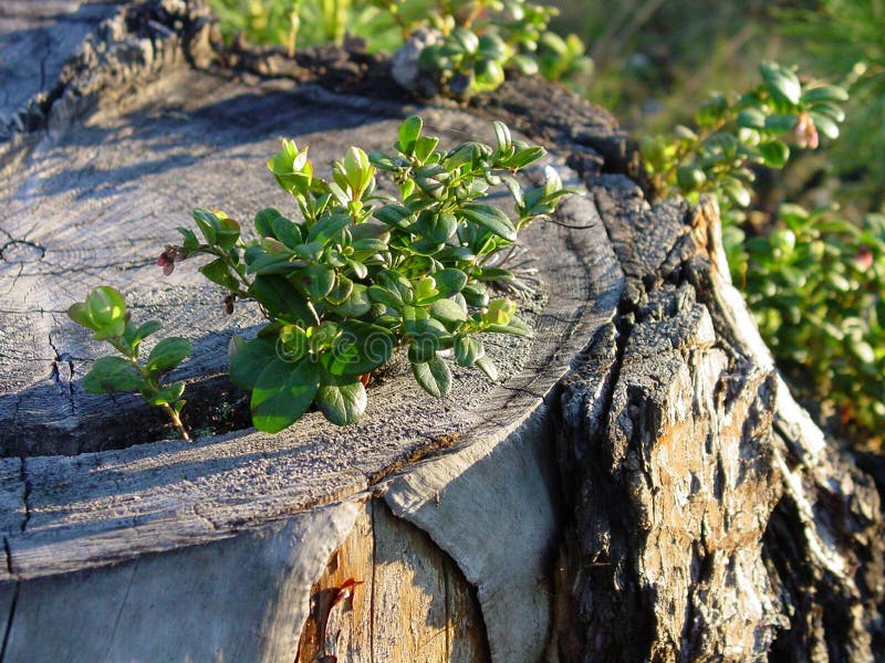Cowberry Shrub on Tree Stump Stock Image - Image of leaves, lingonberry ...