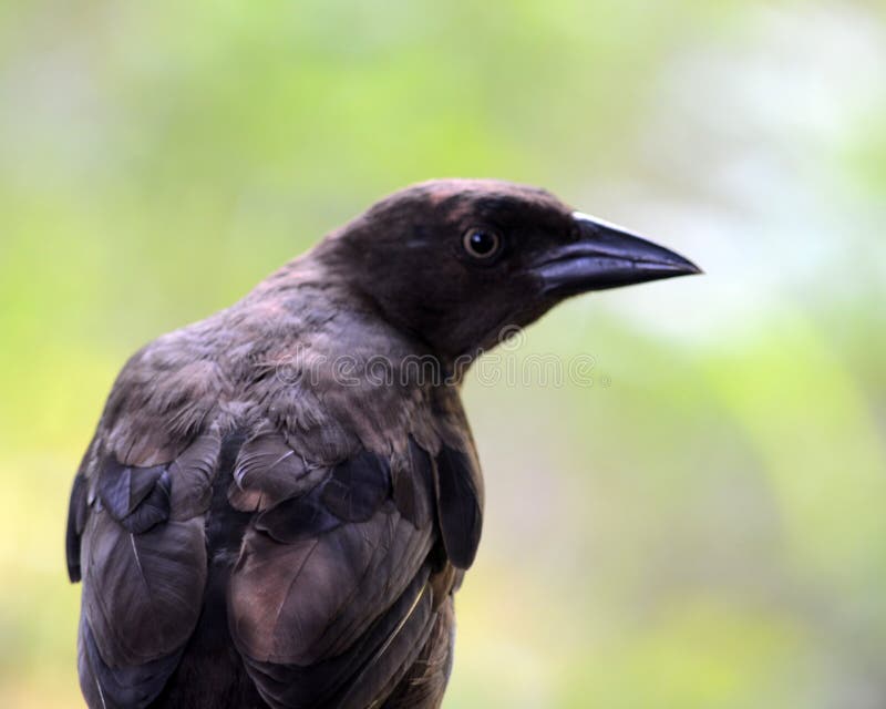 Cowbird stock photo. Image of head, aware, alert, animal - 97061396
